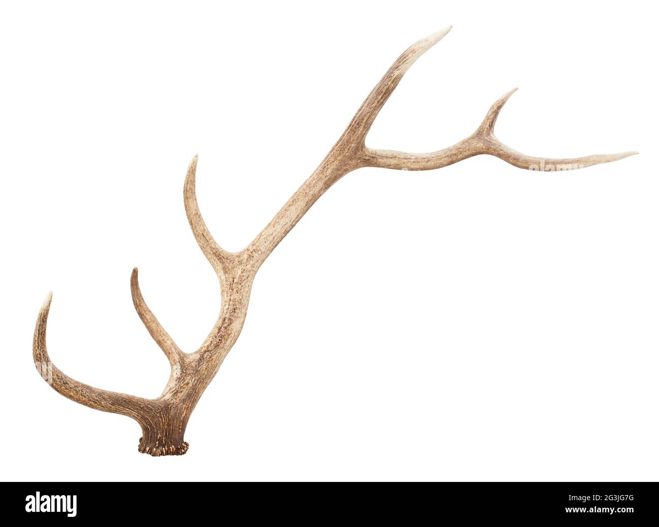 Large antler isolated on white background Stock Photo - Alamy