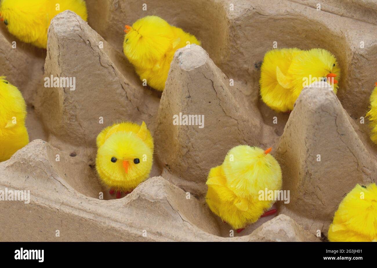 Chicks in egg box hi-res stock photography and images - Alamy
