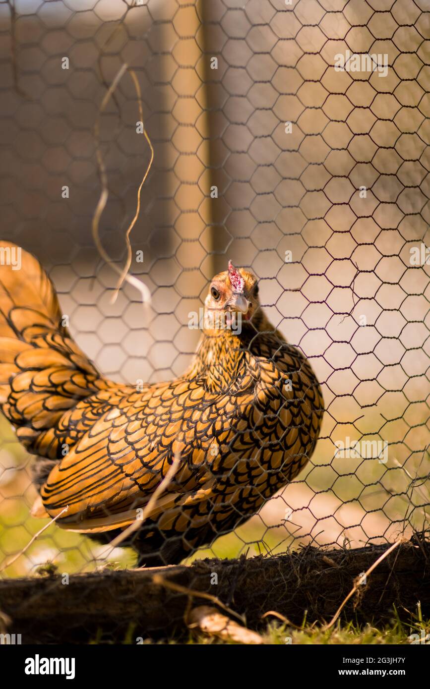 Free Range Chickens - Ginger the chicken spends her time basking in the ...