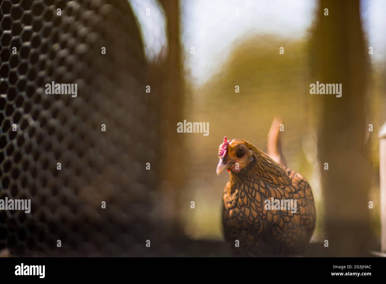 Free Range Chickens - Ginger the chicken spends her time basking in the ...