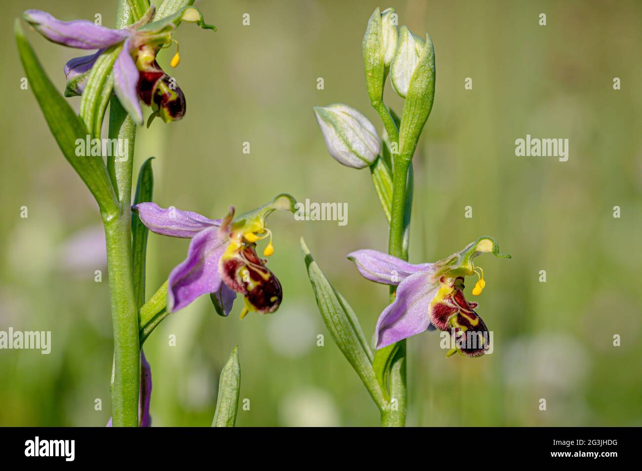 ophrys apifera, bee orchid wildflower Stock Photo - Alamy