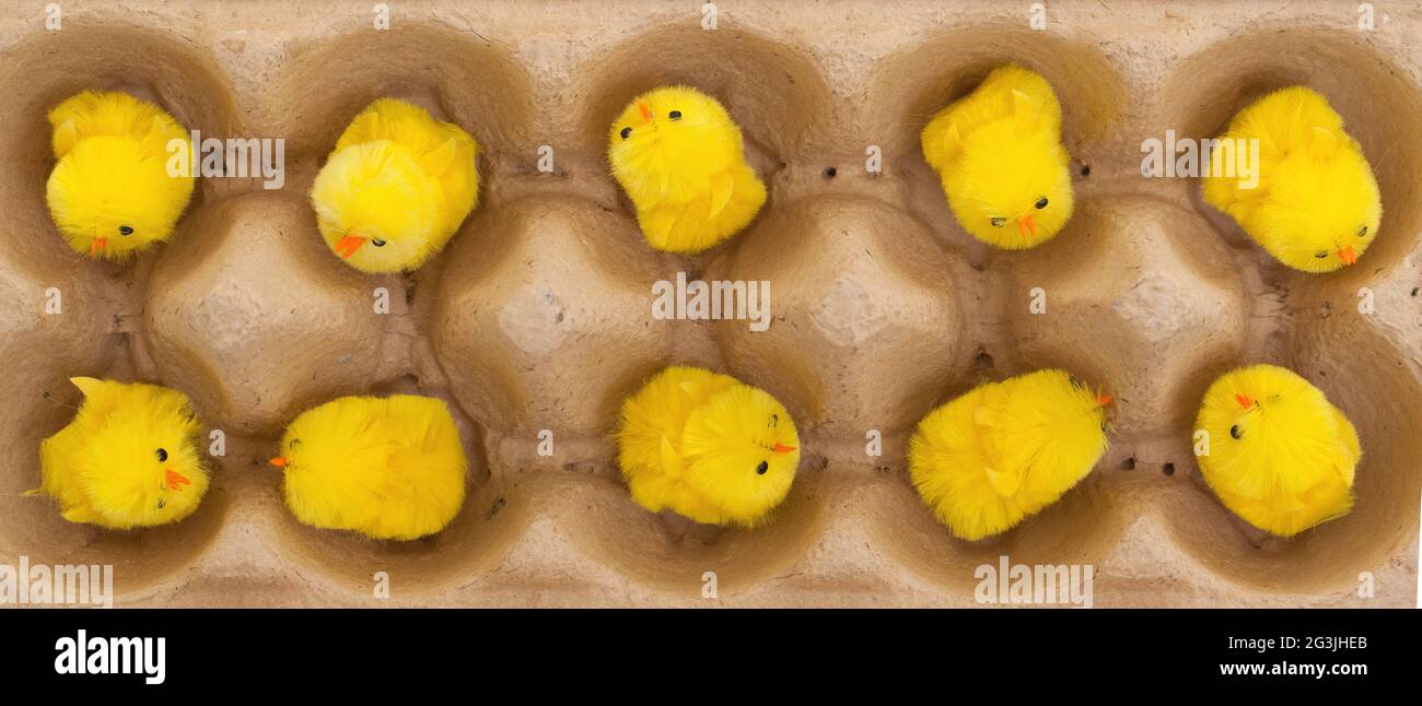 Easter chicks in an eggbox Stock Photo - Alamy