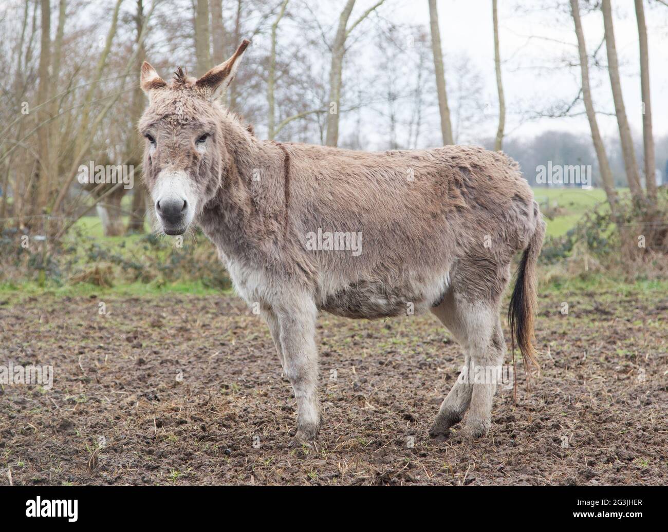 Donkey in the field Stock Photo - Alamy