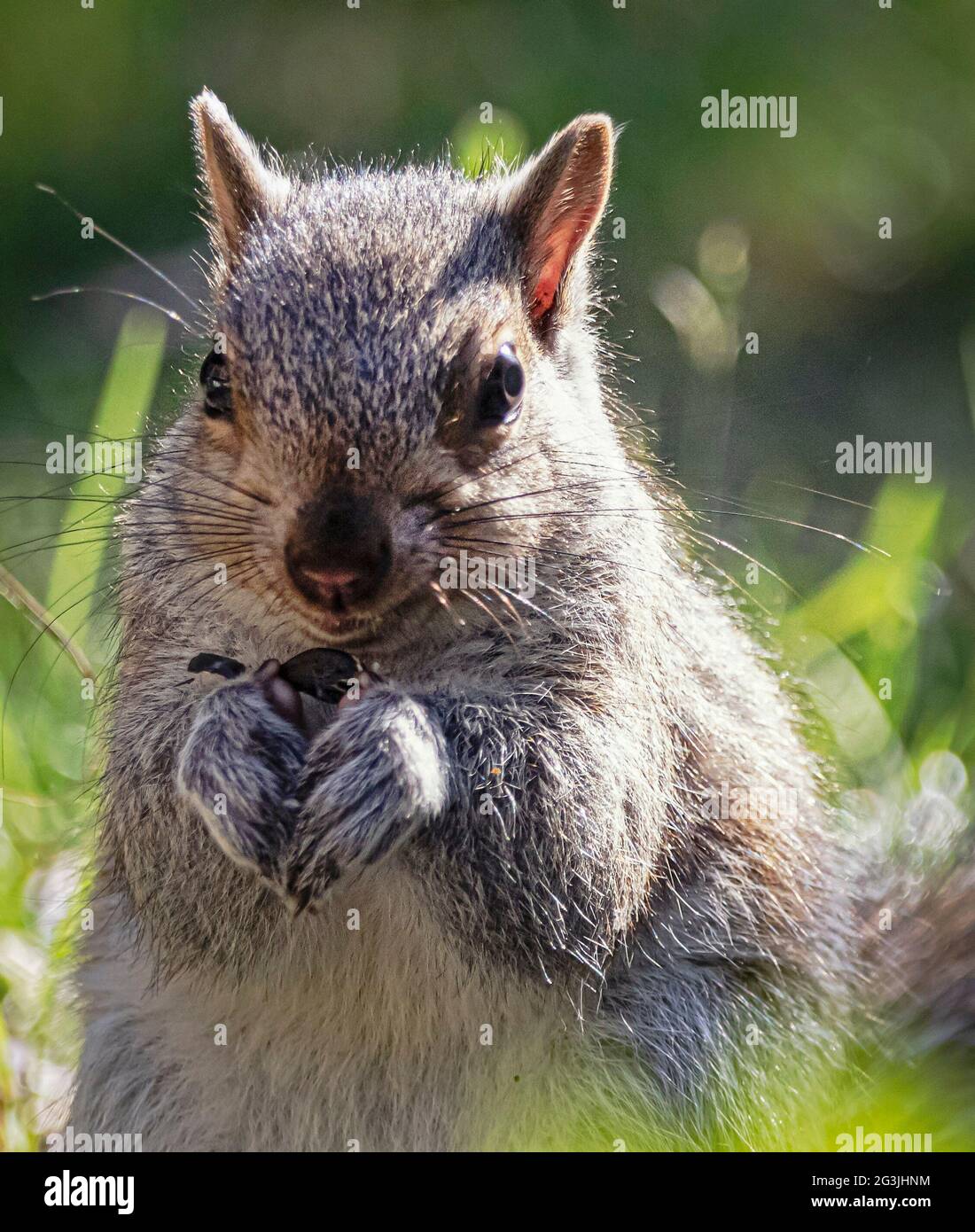 The cutest squirrel ever eating seed Stock Photo - Alamy