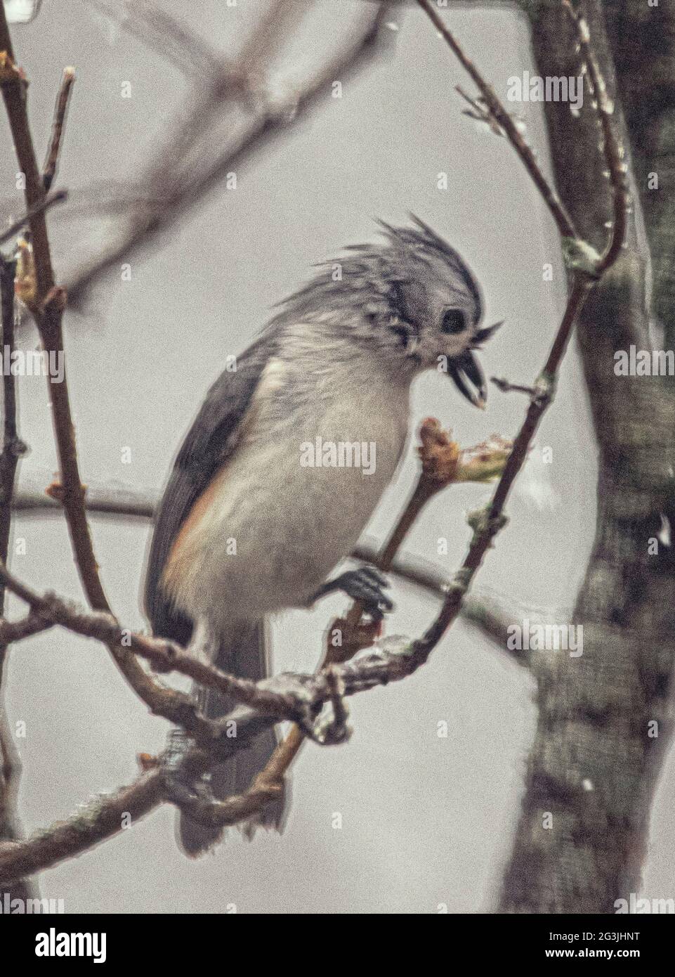 Funny tufted titmouse hi-res stock photography and images - Alamy