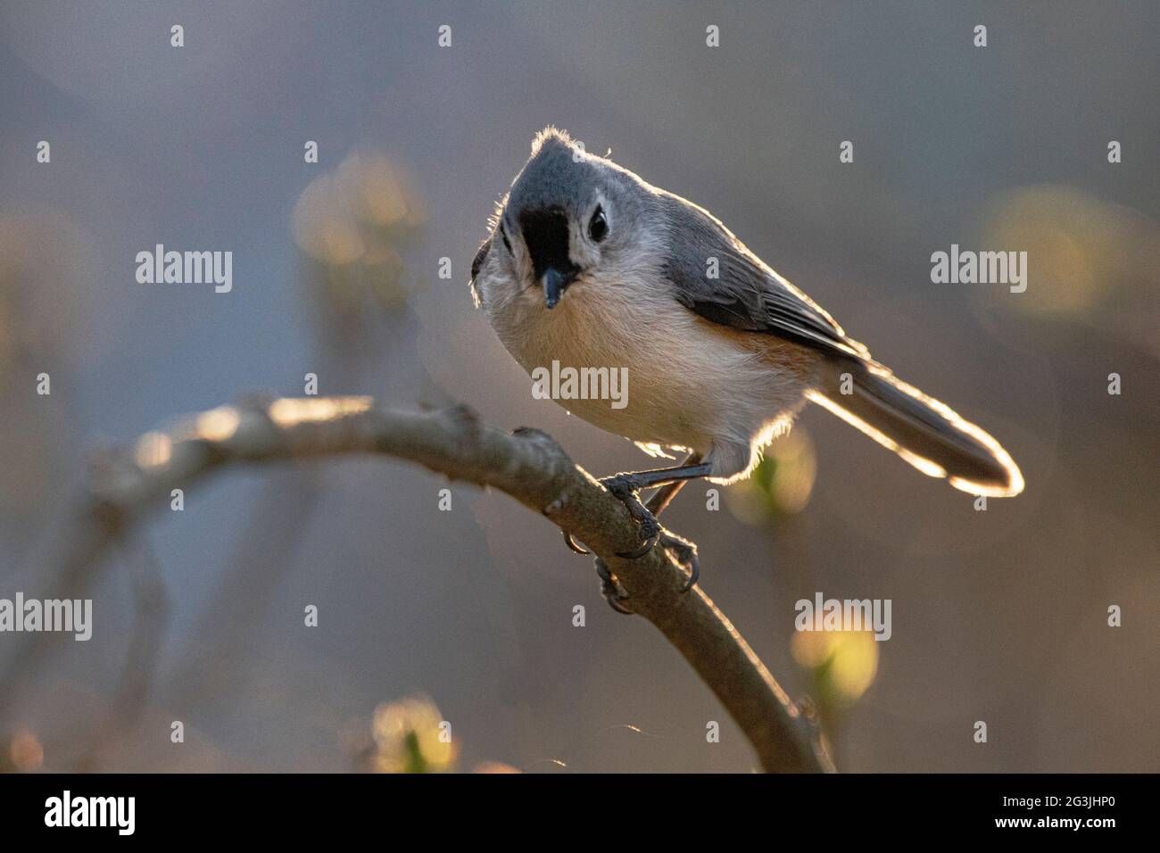 Funny tufted titmouse hi-res stock photography and images - Alamy