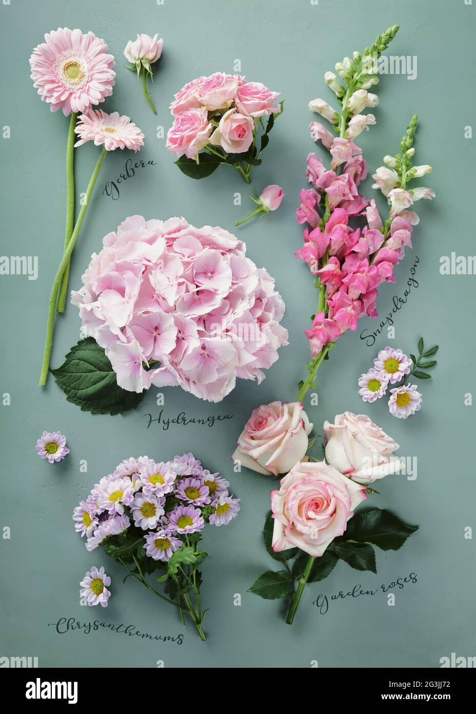 Herbal Botany Wall Art. Botanical set. Lifestyle decoration. Herbarium ...