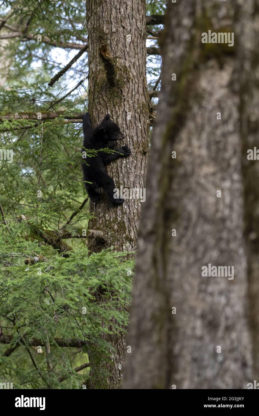 Vertical shot of a black bear climbing up the tree in a forest Stock ...