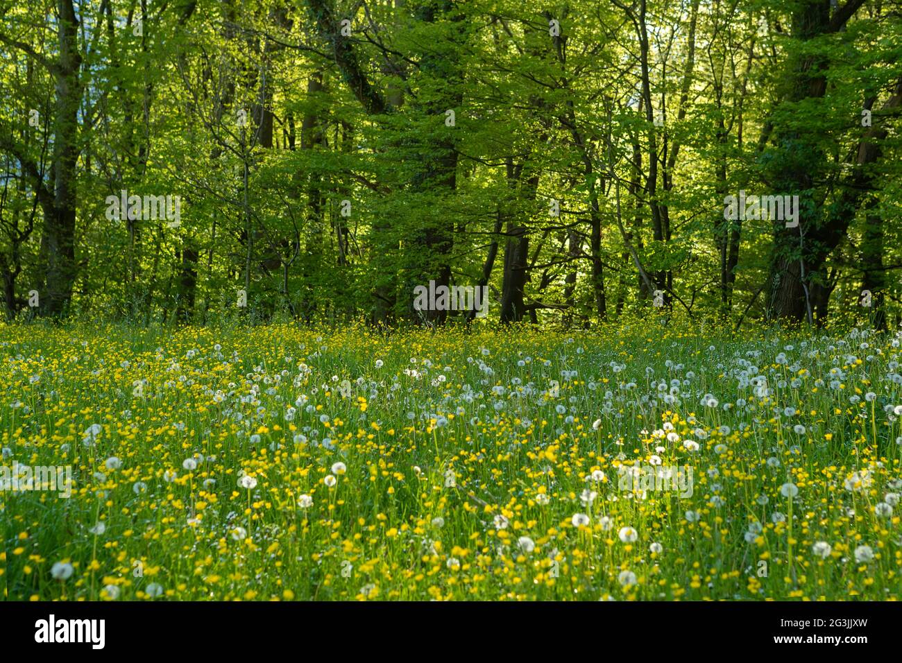 Field full of dandelions hi-res stock photography and images - Alamy