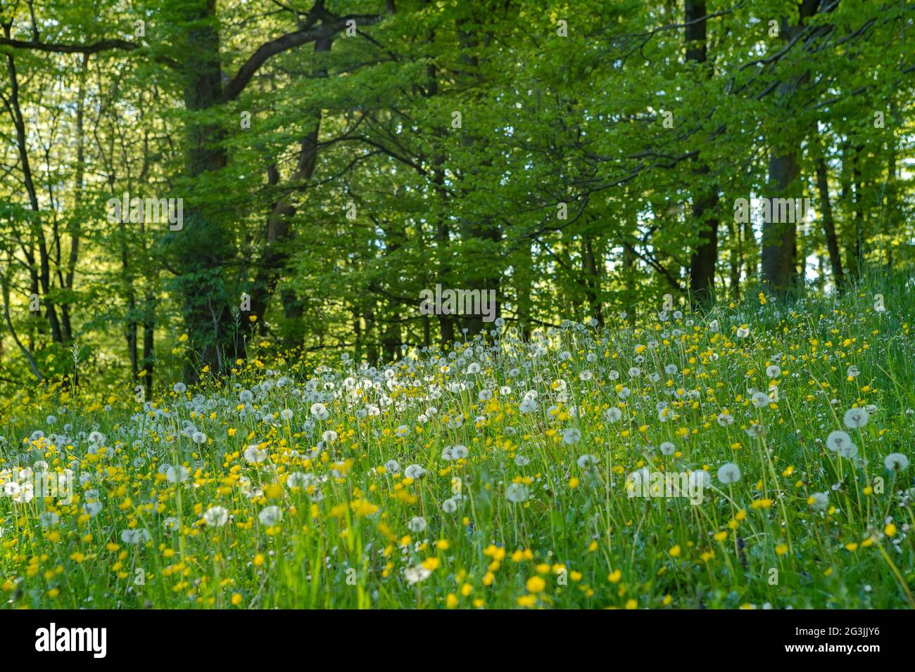 Alpen Landscape. Green field meadow full of spring flowers with forest ...