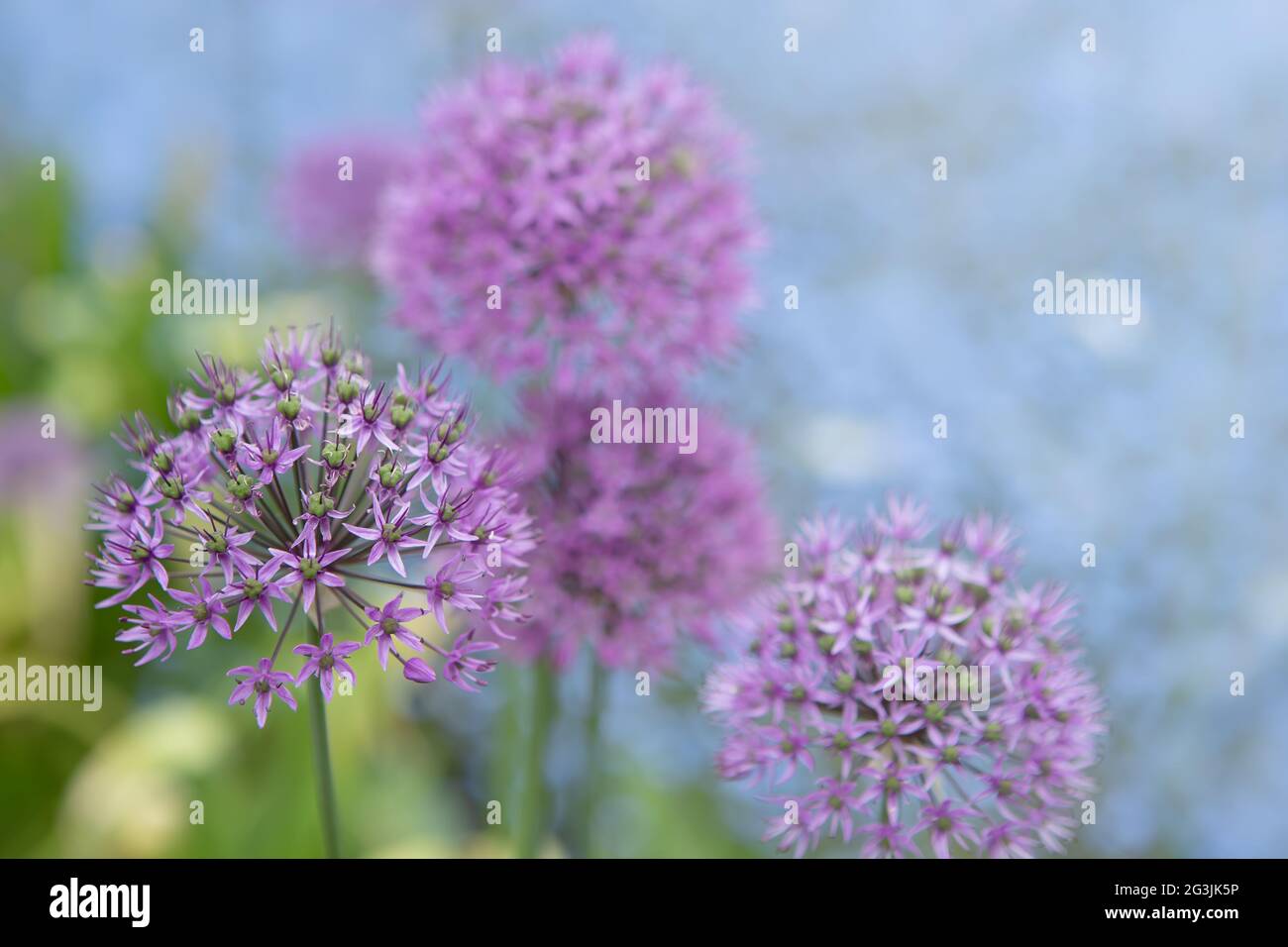 Beautiful purple flowers of the ornamental onion. Allium Giganteum ...