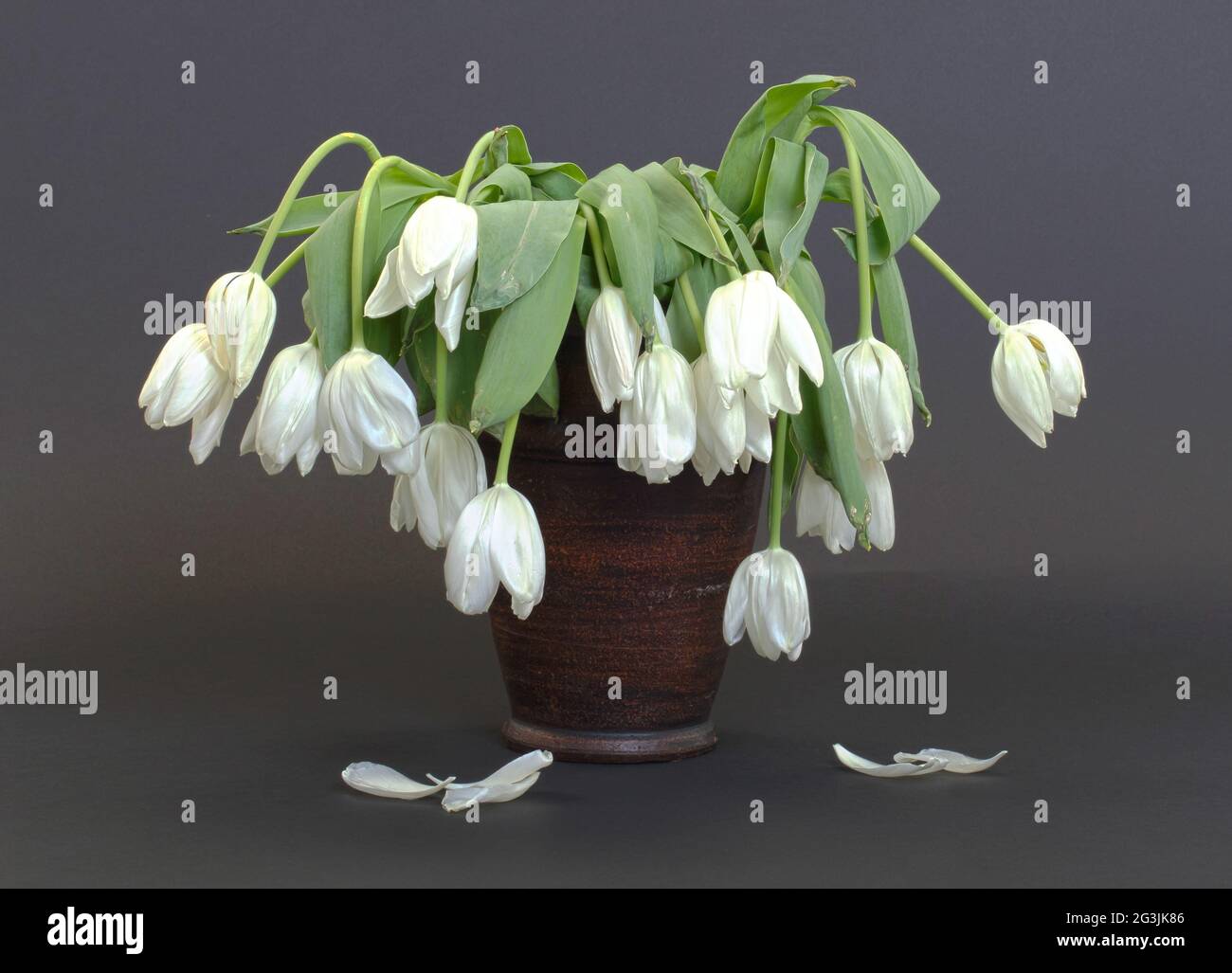 Vase full of droopy and dead flowers hi-res stock photography and ...