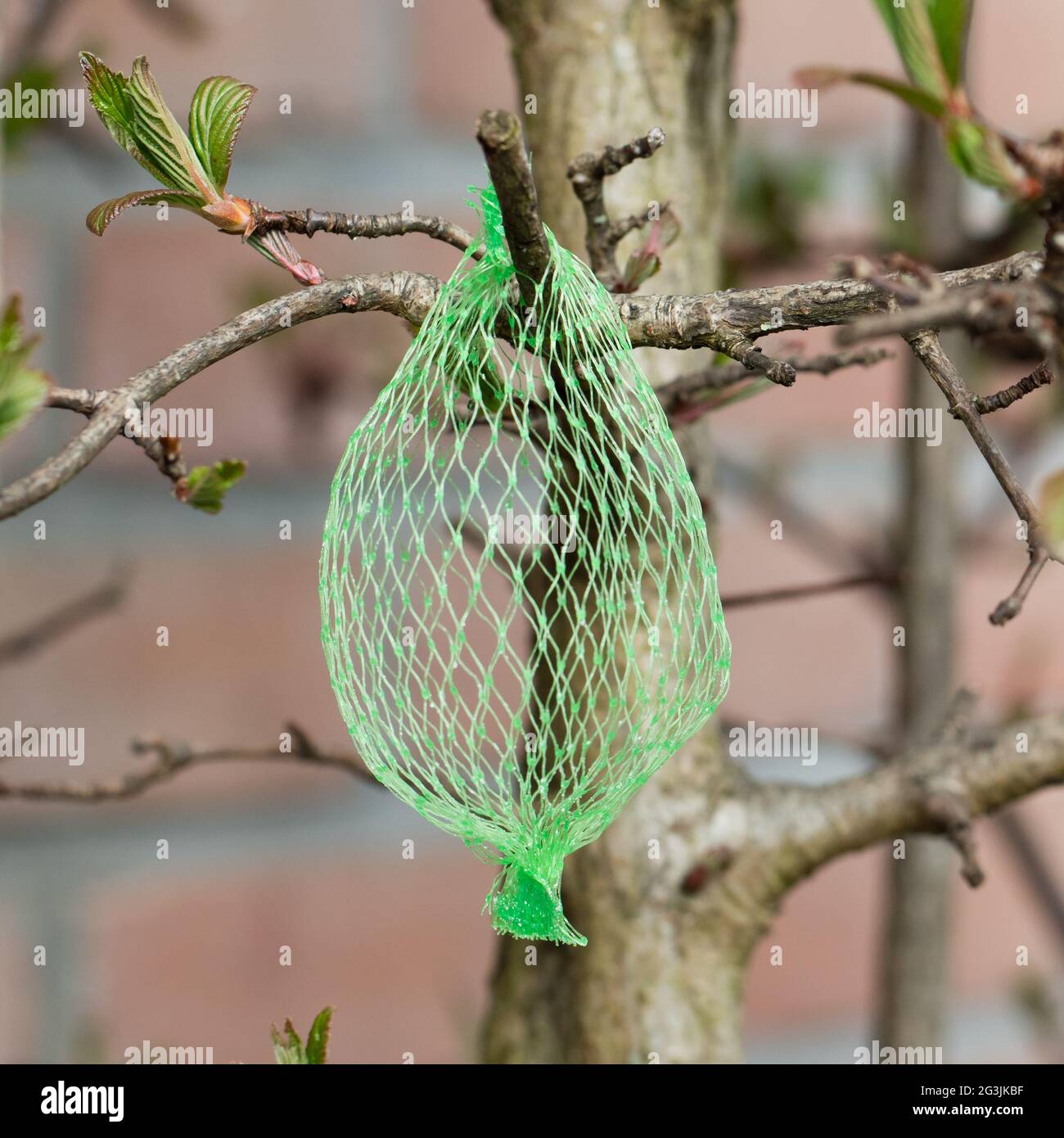 Tallow ball hi-res stock photography and images - Alamy