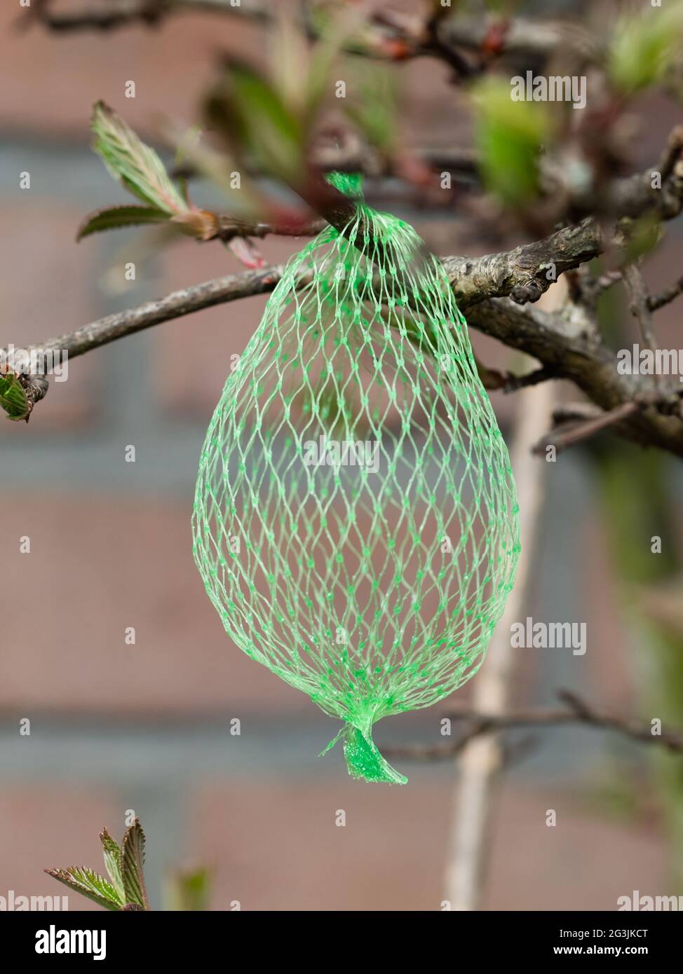 Tallow ball hi-res stock photography and images - Alamy