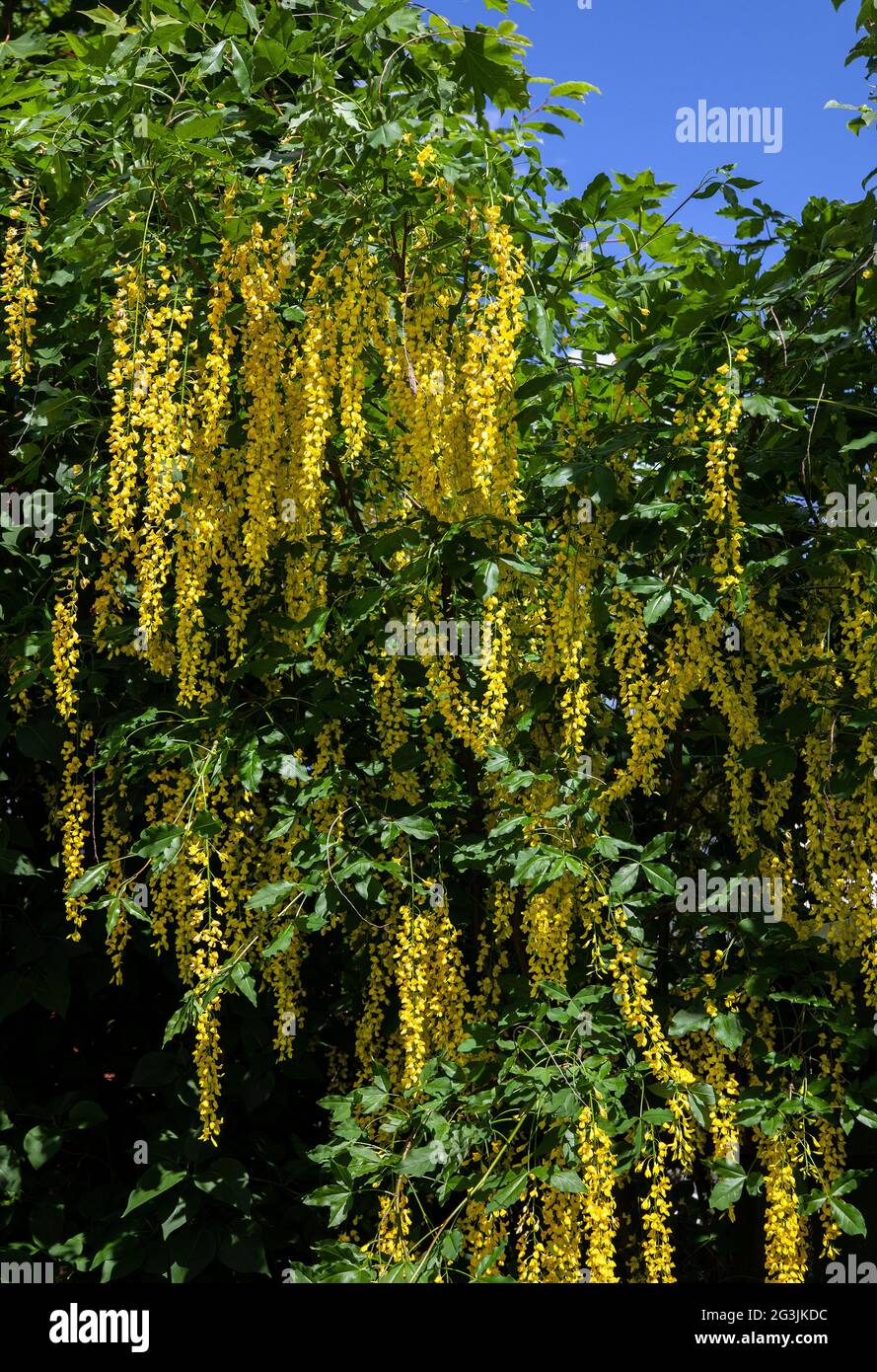 Alpine Laburnum, Laburnum alpinum, malmkoping, sweden Stock Photo - Alamy