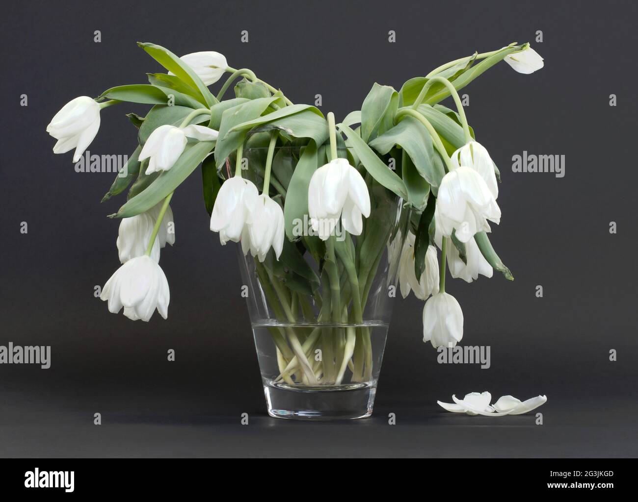 Vase full of droopy and dead flowers Stock Photo - Alamy