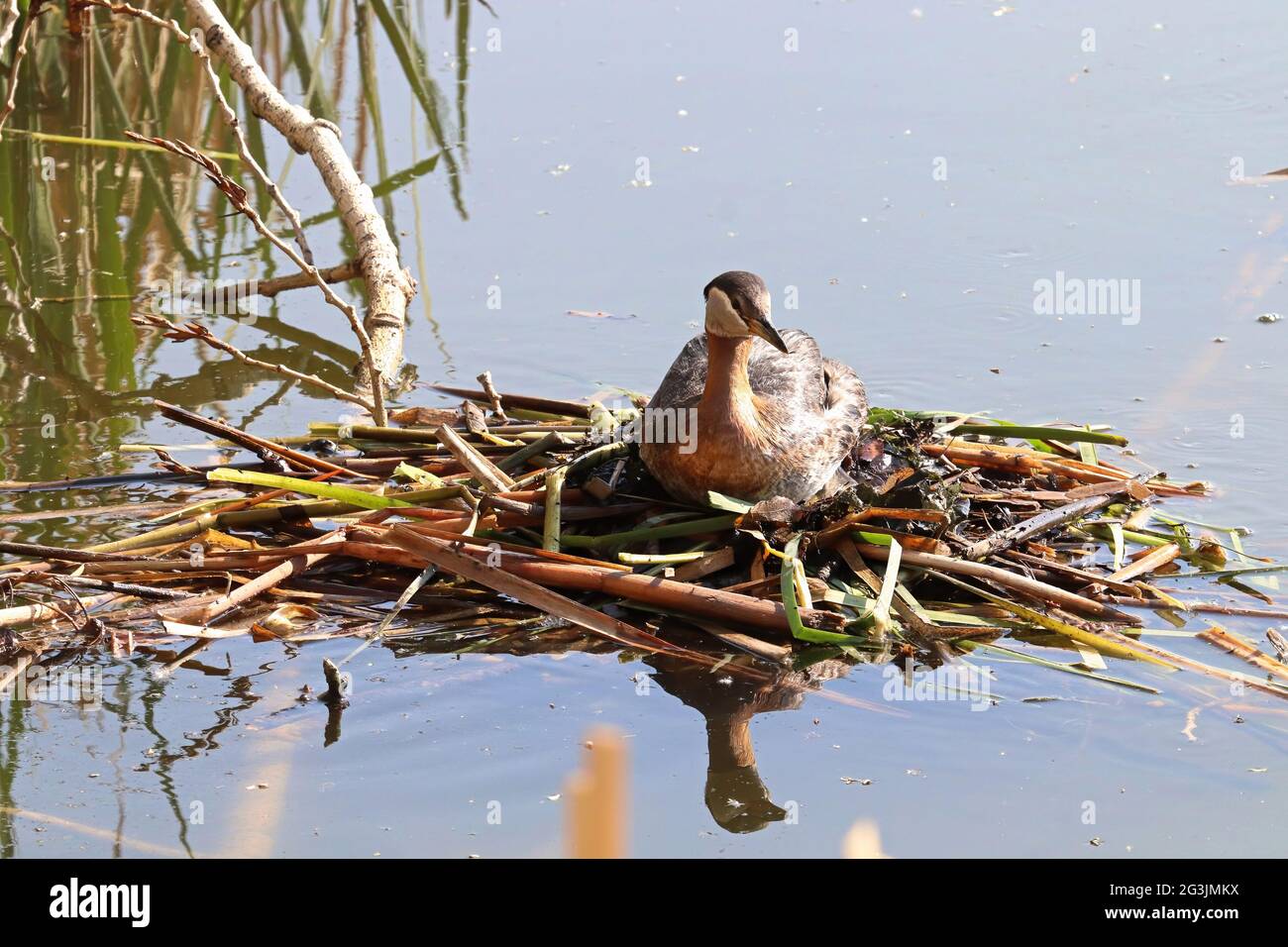 Wetland and floating nest hi-res stock photography and images - Alamy