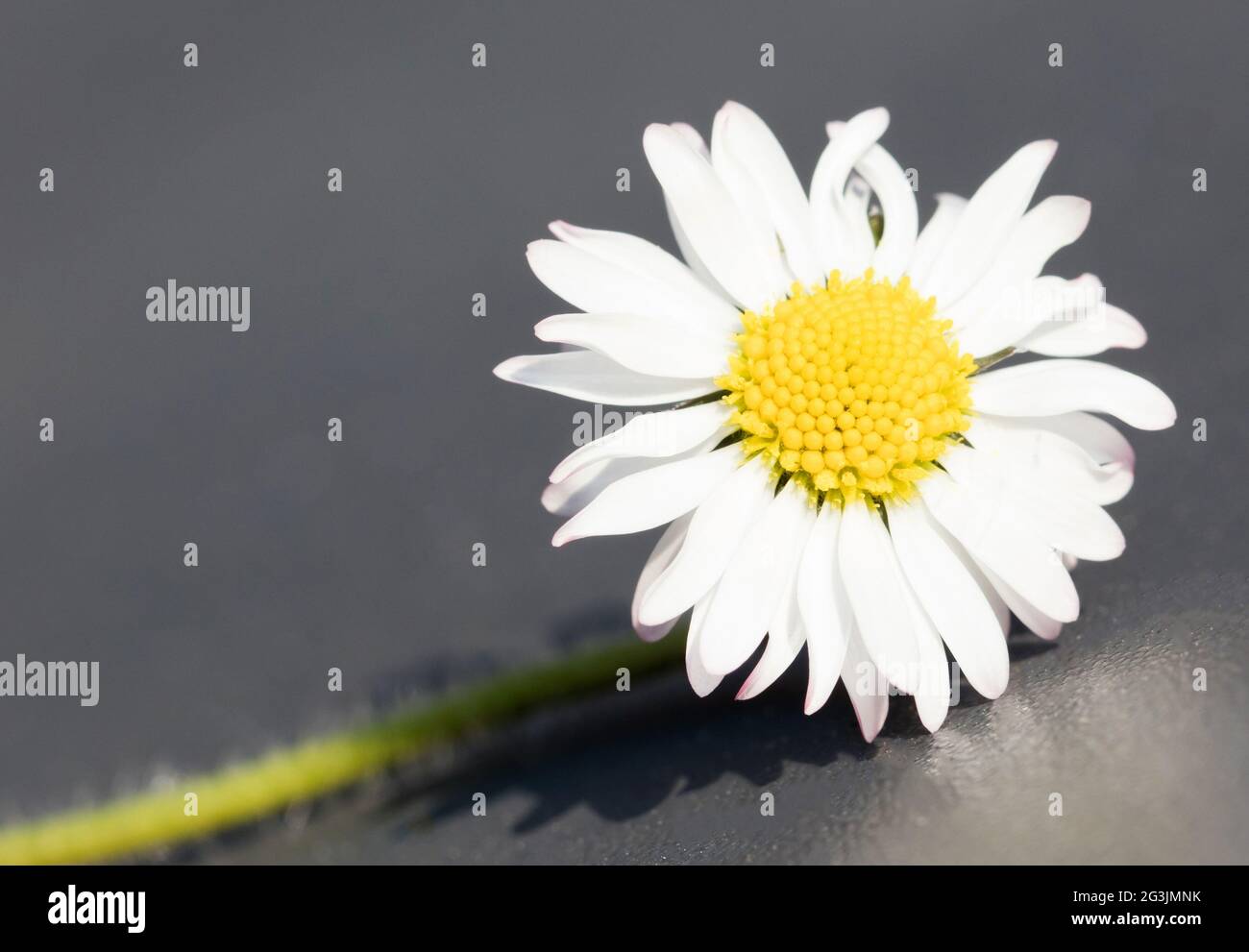 Closeup of a perfect single daisy Stock Photo - Alamy