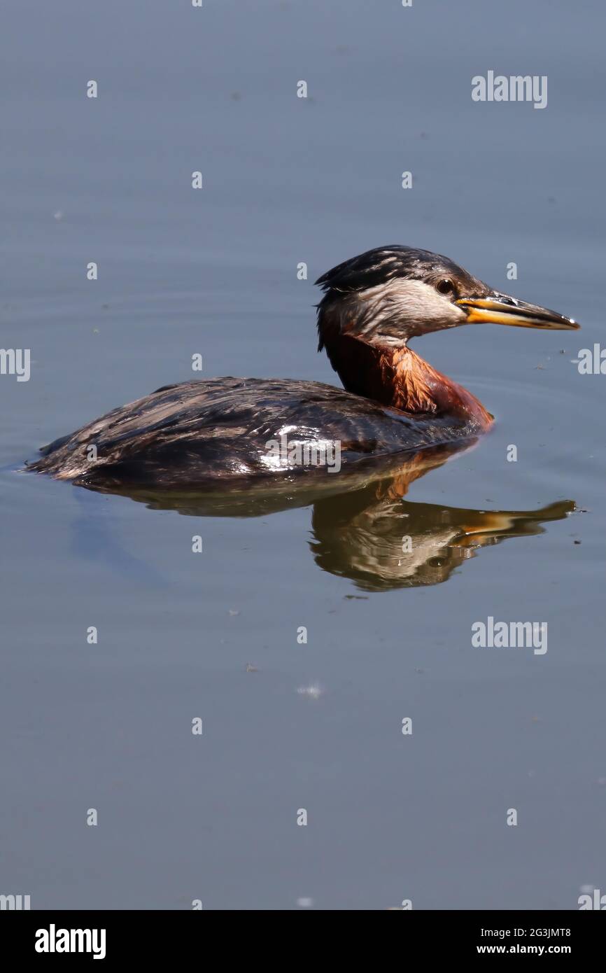 Closeup of a red-necked grebe swimming in reflective water Stock Photo ...