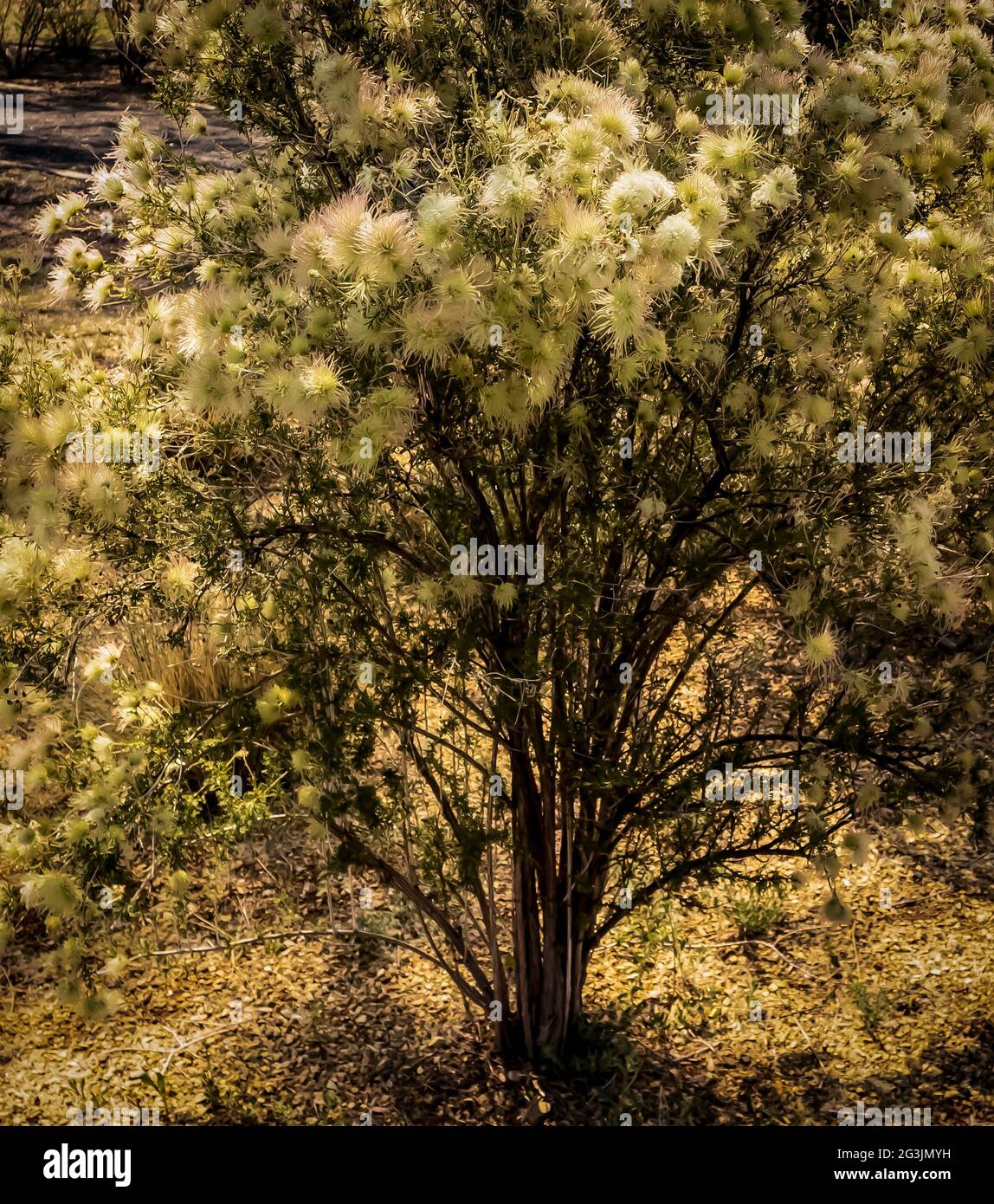 White desert flowers in a wilderness area Stock Photo - Alamy