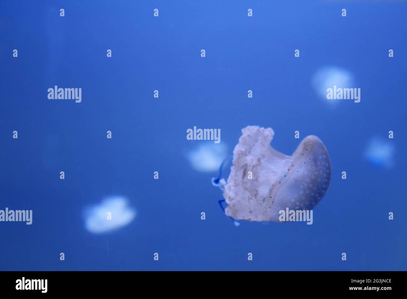 Jellyfish spain hi-res stock photography and images - Alamy