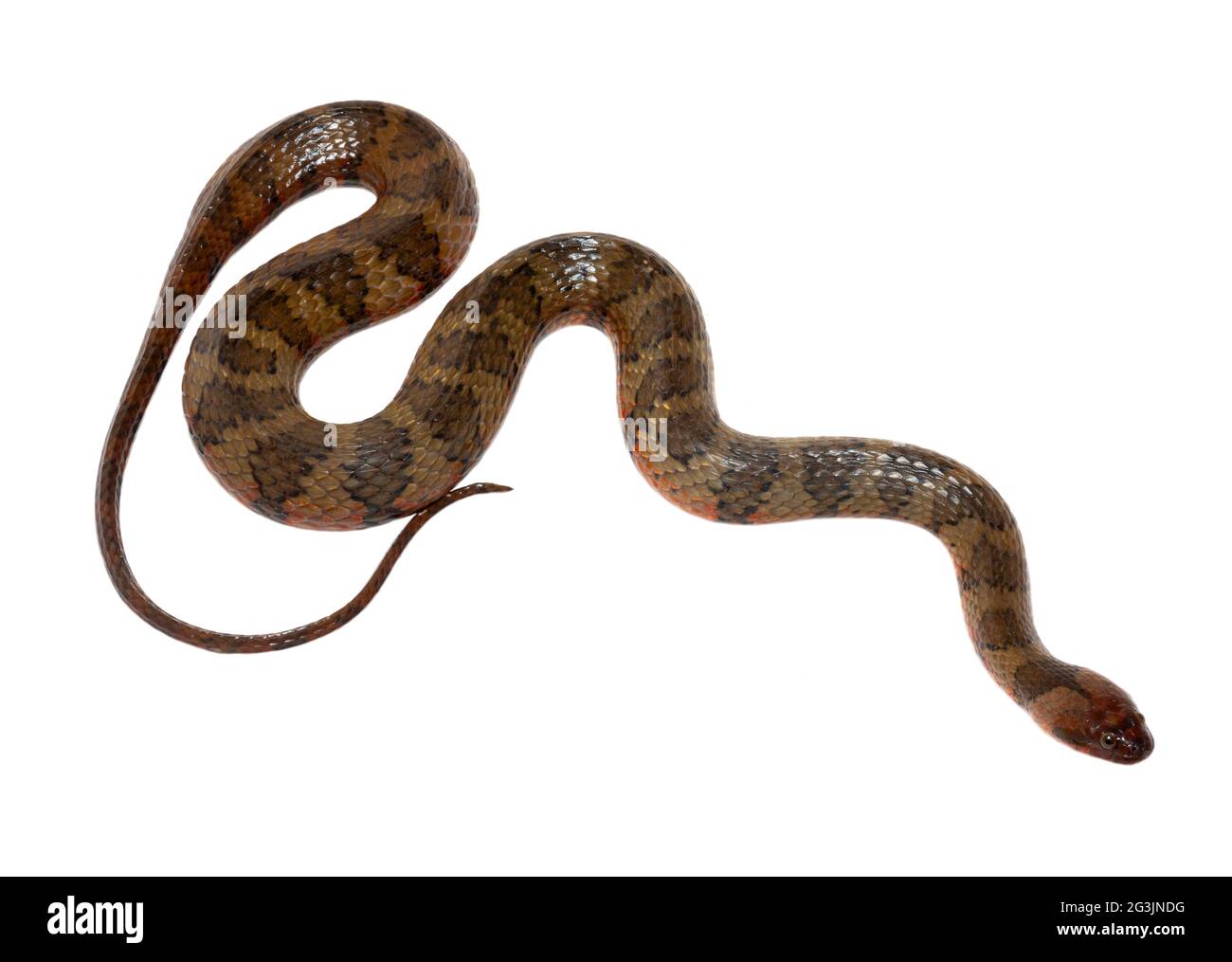 South American Water Snake (Helicops angulatus), Orellana province ...