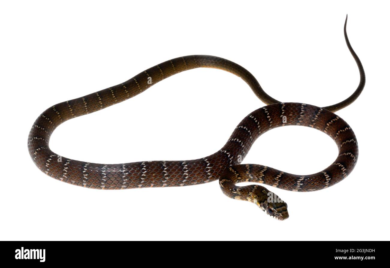 Northern Woodland Racer (Drymoluber dichrous), Orellana province ...