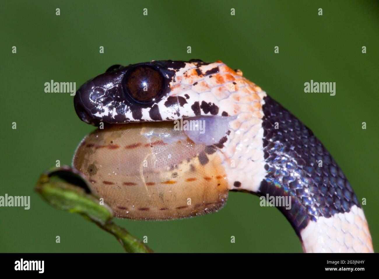 Graceful snail-eating snake (Dipsas gracilis) extracting a snail from ...