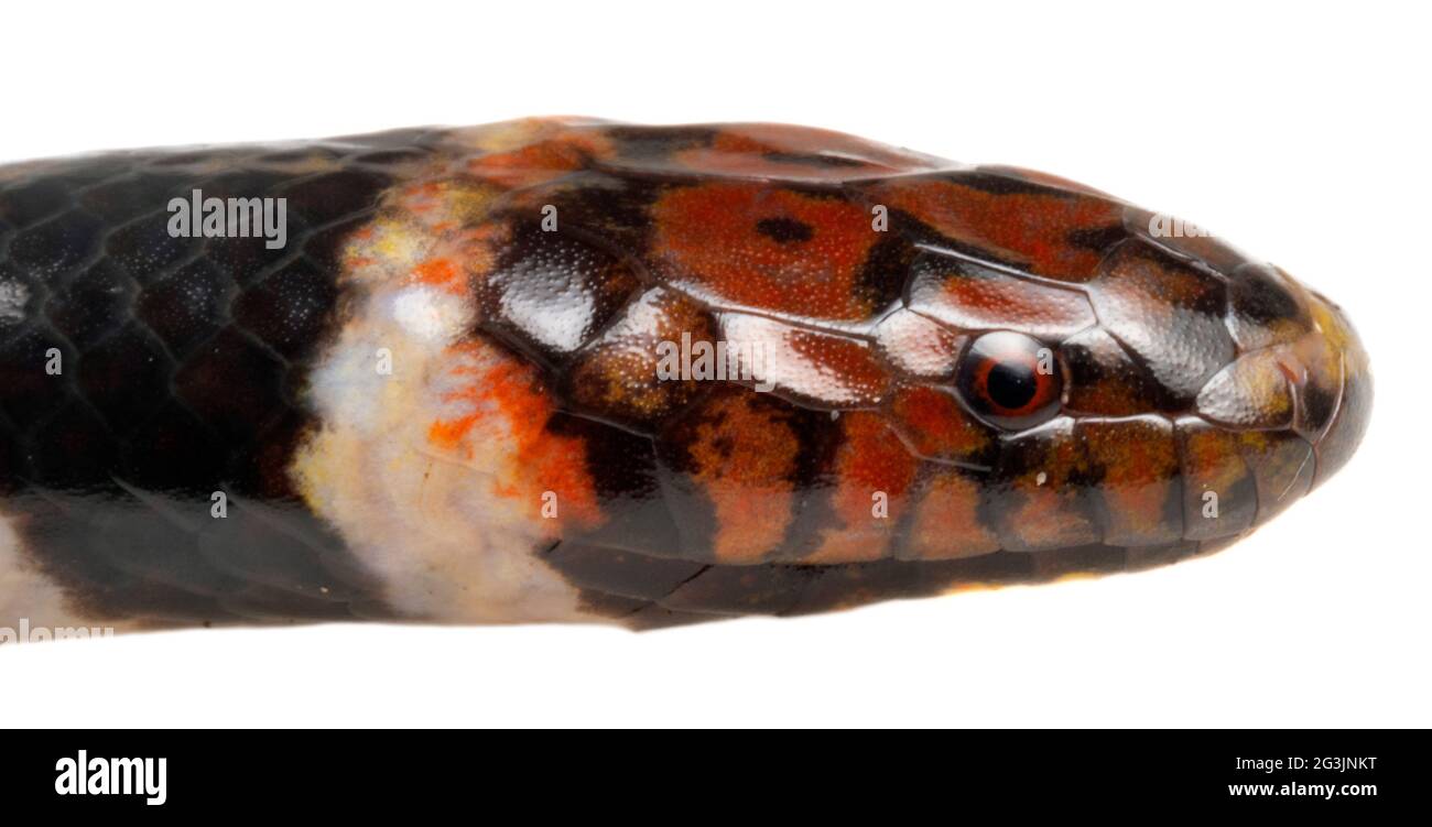 Triangle Water Snake (Hydrops triangularis) Orellana province, the ...