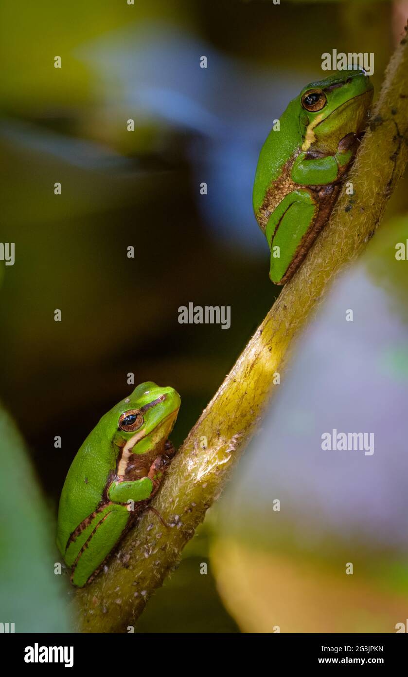 Eastern Sedge Frogs at Mt Coot-Tha Library "Frog Ponds Stock Photo - Alamy
