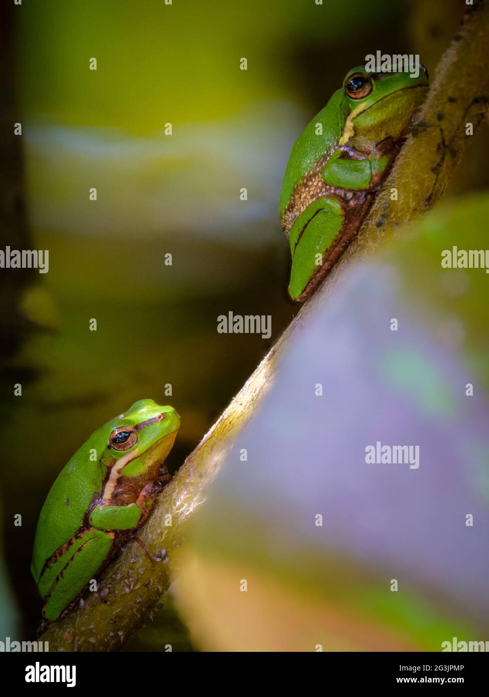Eastern Sedge Frogs at Mt Coot-Tha Library "Frog Ponds Stock Photo - Alamy