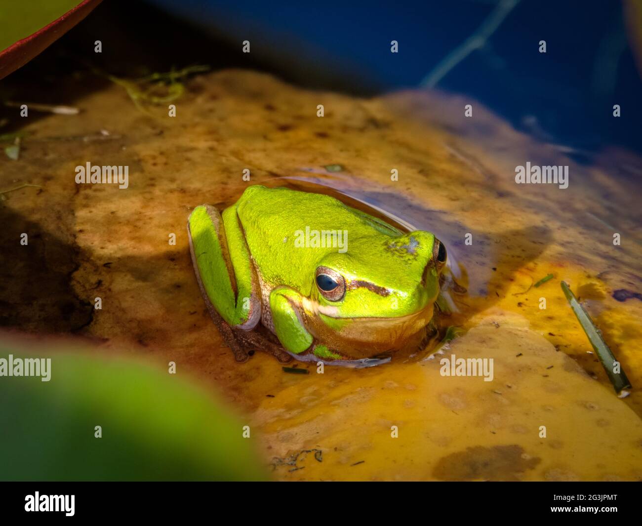 Eastern Sedge Frogs at Mt Coot-Tha Library "Frog Ponds Stock Photo - Alamy