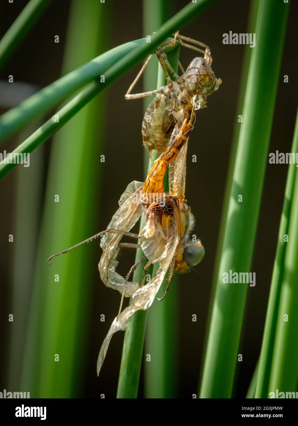 Dragonfly emerging at Mt Coot-Tha Library "Frog Ponds Stock Photo - Alamy