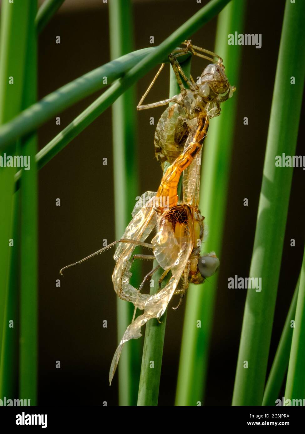 Dragonfly emerging at Mt Coot-Tha Library "Frog Ponds Stock Photo - Alamy