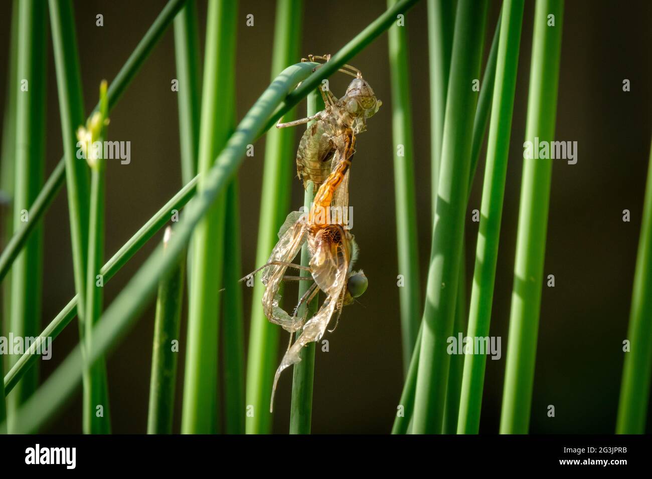 Dragonfly emerging at Mt Coot-Tha Library "Frog Ponds Stock Photo - Alamy