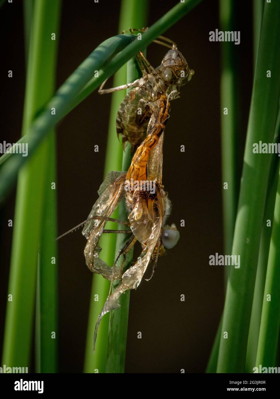 Dragonfly emerging at Mt Coot-Tha Library "Frog Ponds Stock Photo - Alamy