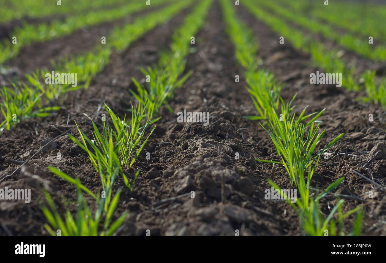 Furrows in the ground hi-res stock photography and images - Alamy