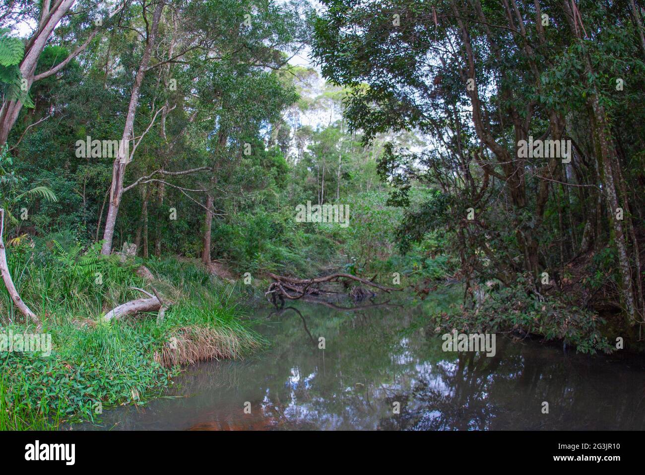 Creek on Purling Brook Falls circuit, Springbrook National Park Stock ...