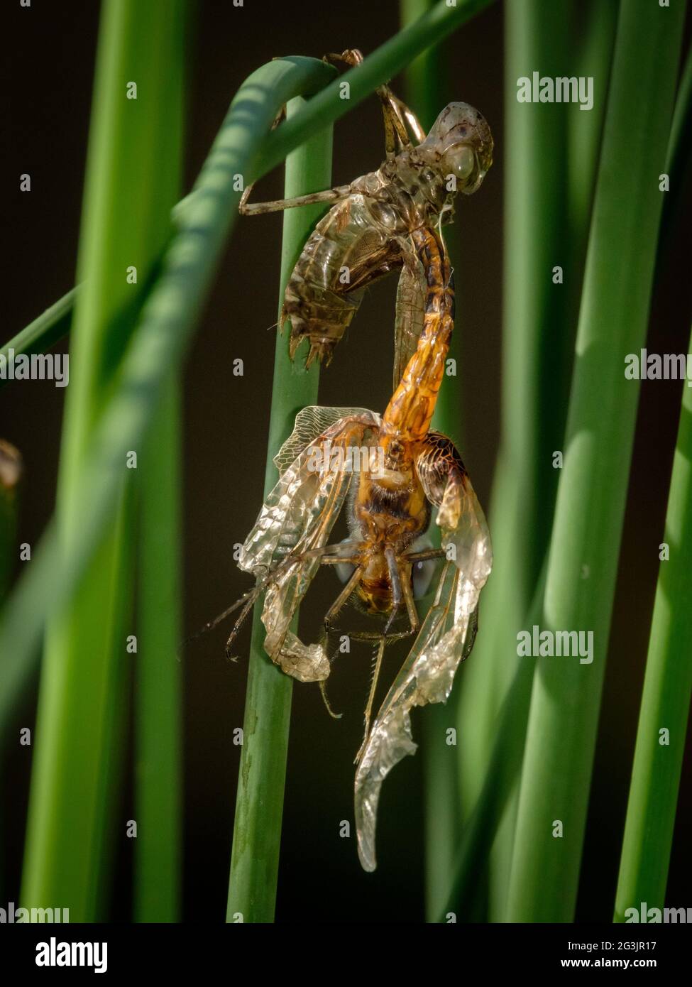Dragonfly emerging at Mt Coot-Tha Library "Frog Ponds Stock Photo - Alamy