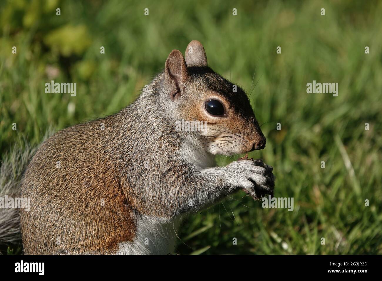 Fluffy gray squirrel chewing food on the grass Stock Photo - Alamy