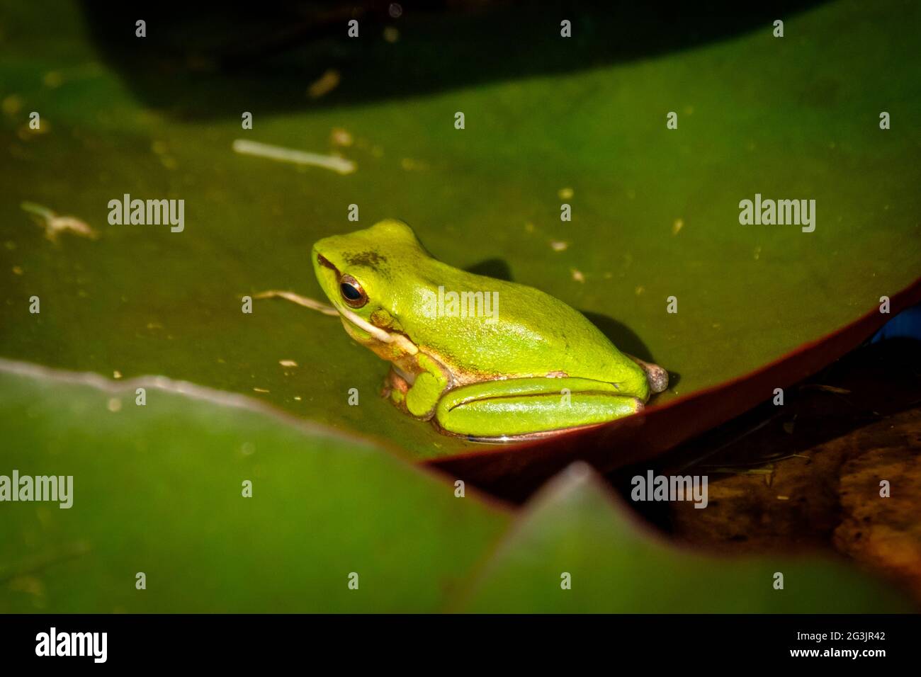 Eastern Sedge Frogs at Mt Coot-Tha Library "Frog Ponds Stock Photo - Alamy