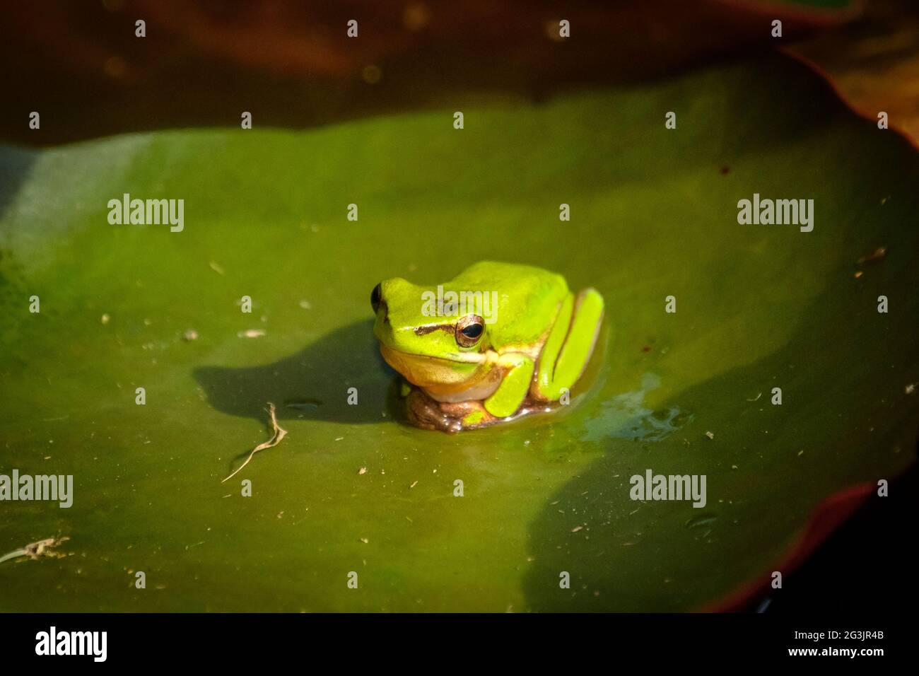 Sedge Frogs High Resolution Stock Photography and Images - Alamy