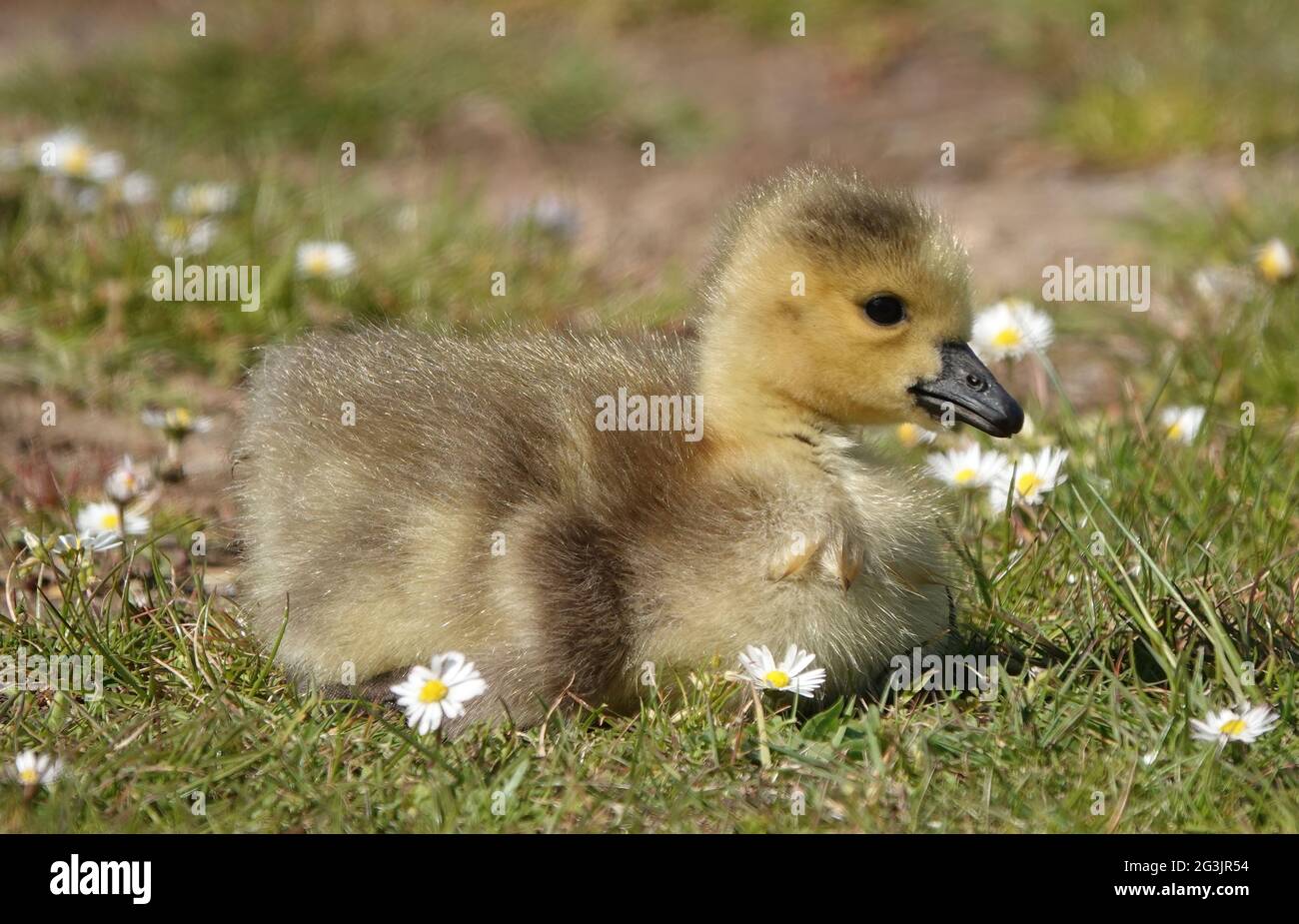 Gosling exploration hi-res stock photography and images - Alamy
