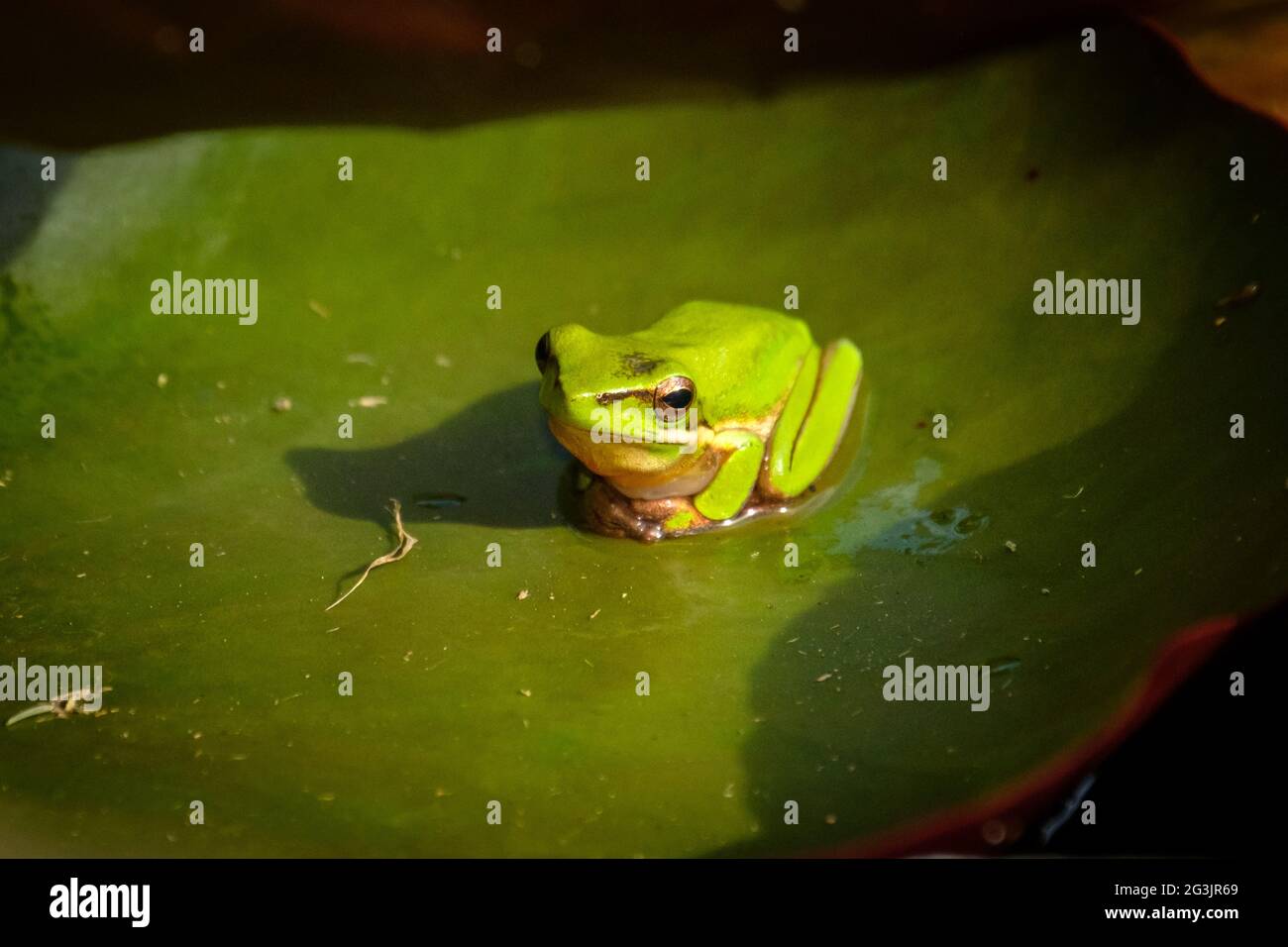 Eastern Sedge Frogs at Mt Coot-Tha Library "Frog Ponds Stock Photo - Alamy