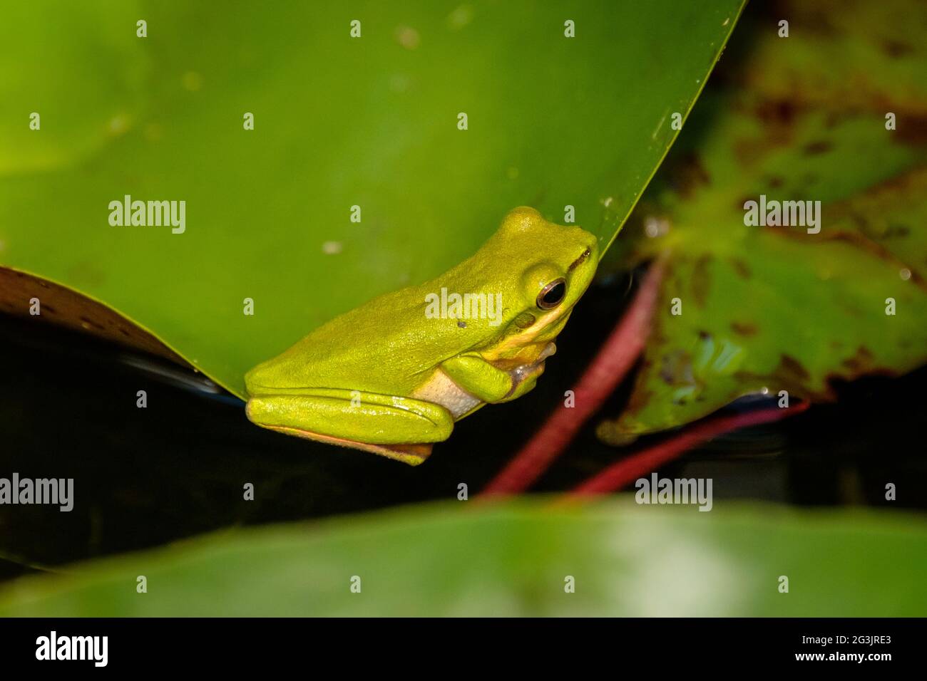 Eastern Sedge Frogs at Mt Coot-Tha Library "Frog Ponds Stock Photo - Alamy
