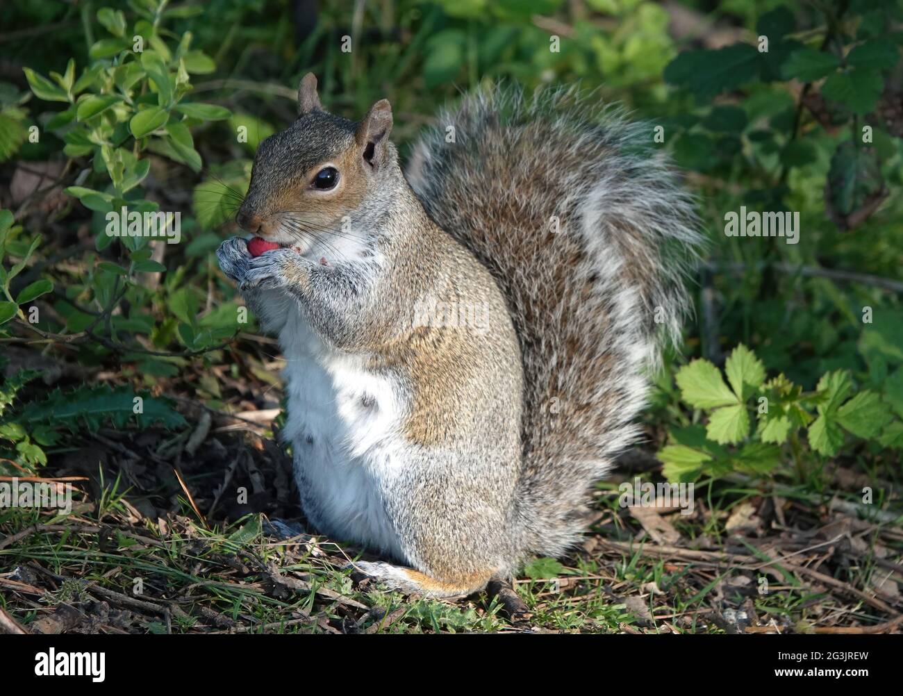 Fluffy gray squirrel chewing food on the grass Stock Photo - Alamy