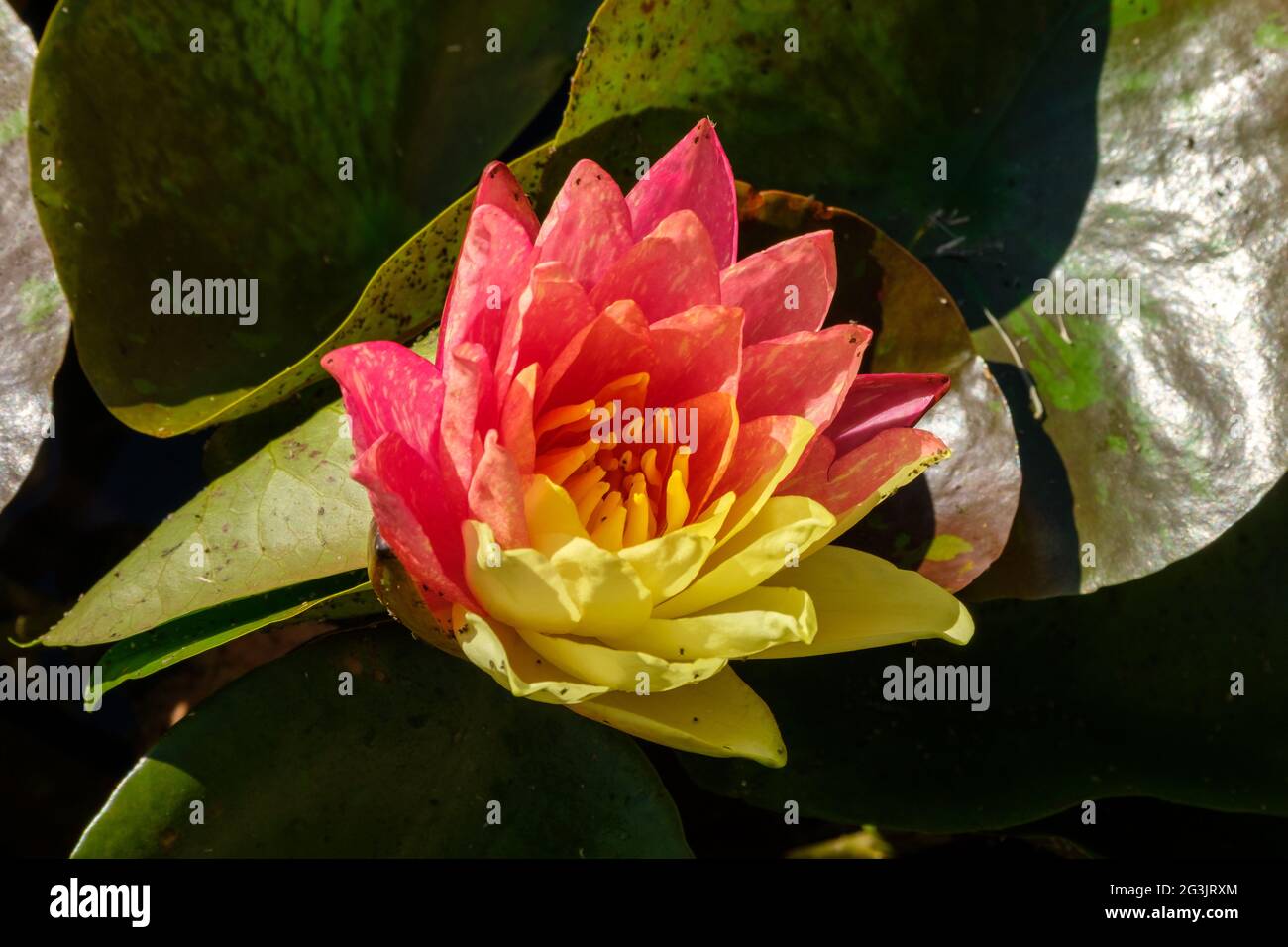 Water Lilies at Mt Coot-Tha Library "Frog Ponds Stock Photo - Alamy