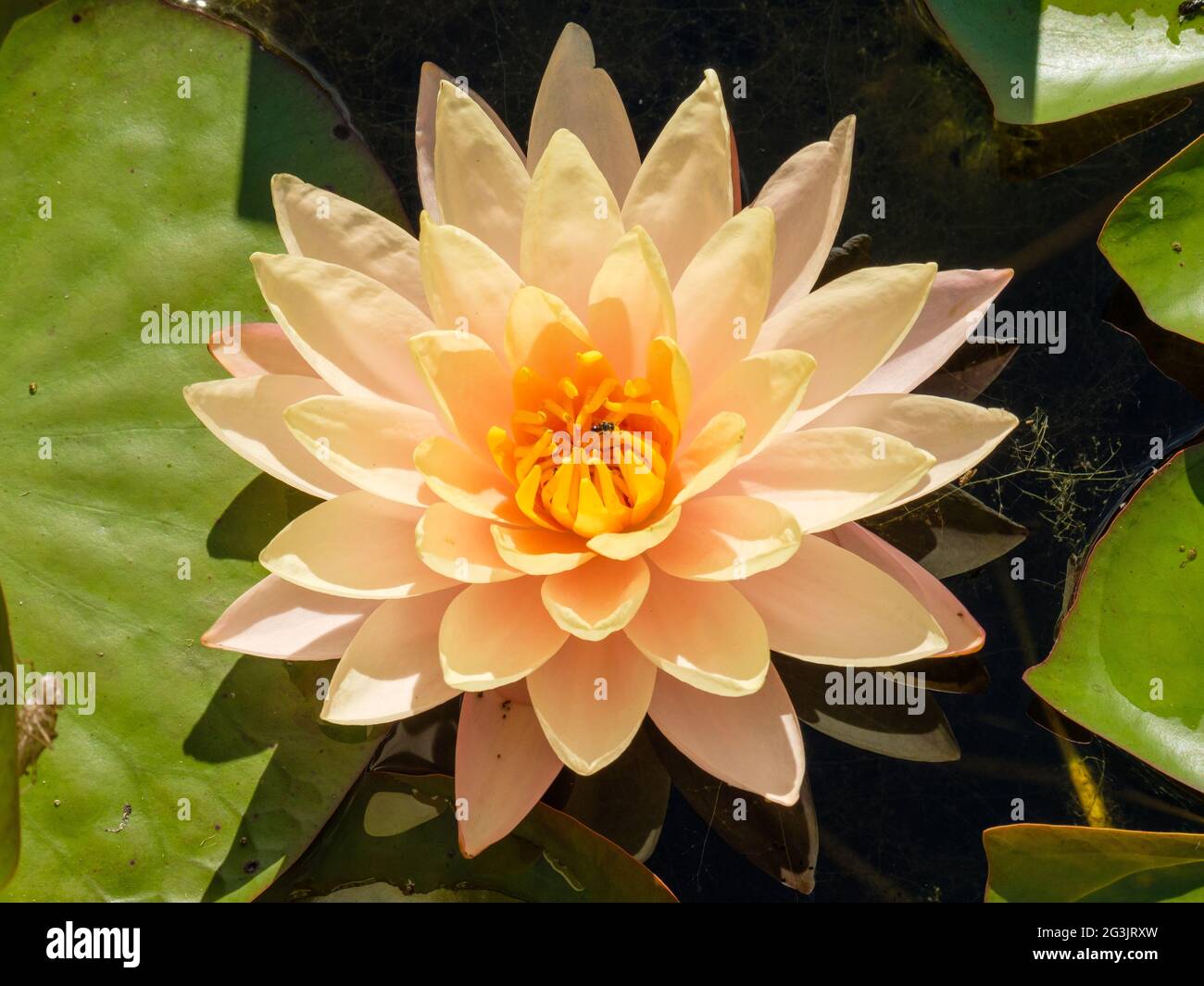 Water Lilies at Mt Coot-Tha Library "Frog Ponds Stock Photo - Alamy