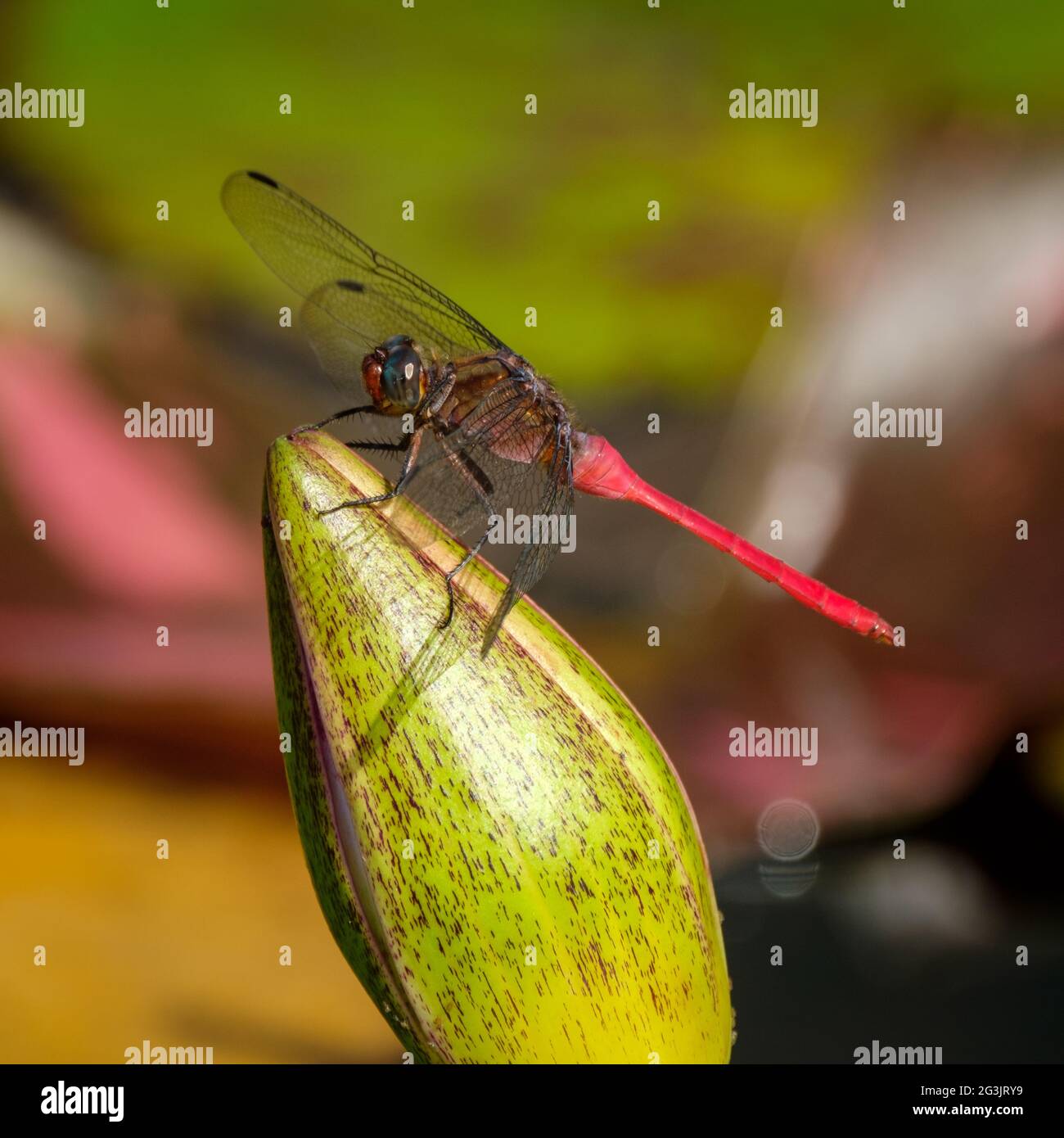 Dragonfly at Mt Coot-Tha Library "Frog Ponds Stock Photo - Alamy
