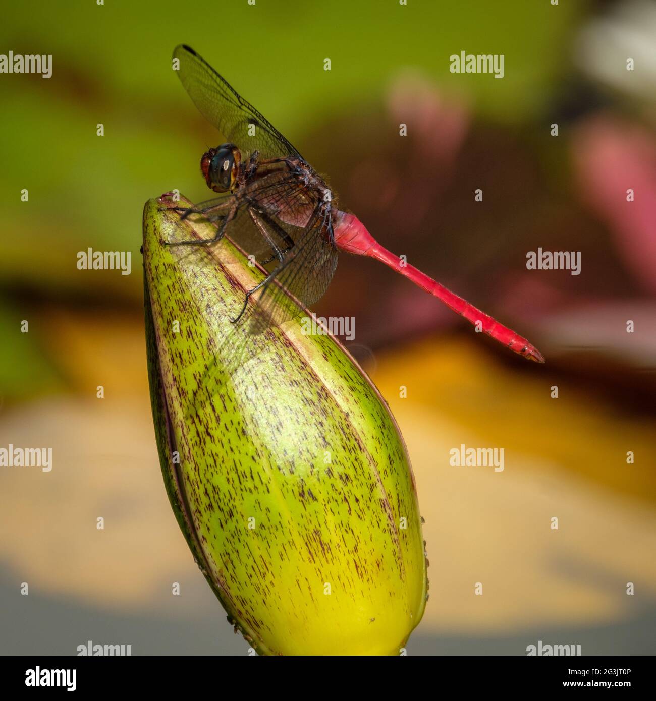 Dragonfly at Mt Coot-Tha Library "Frog Ponds Stock Photo - Alamy